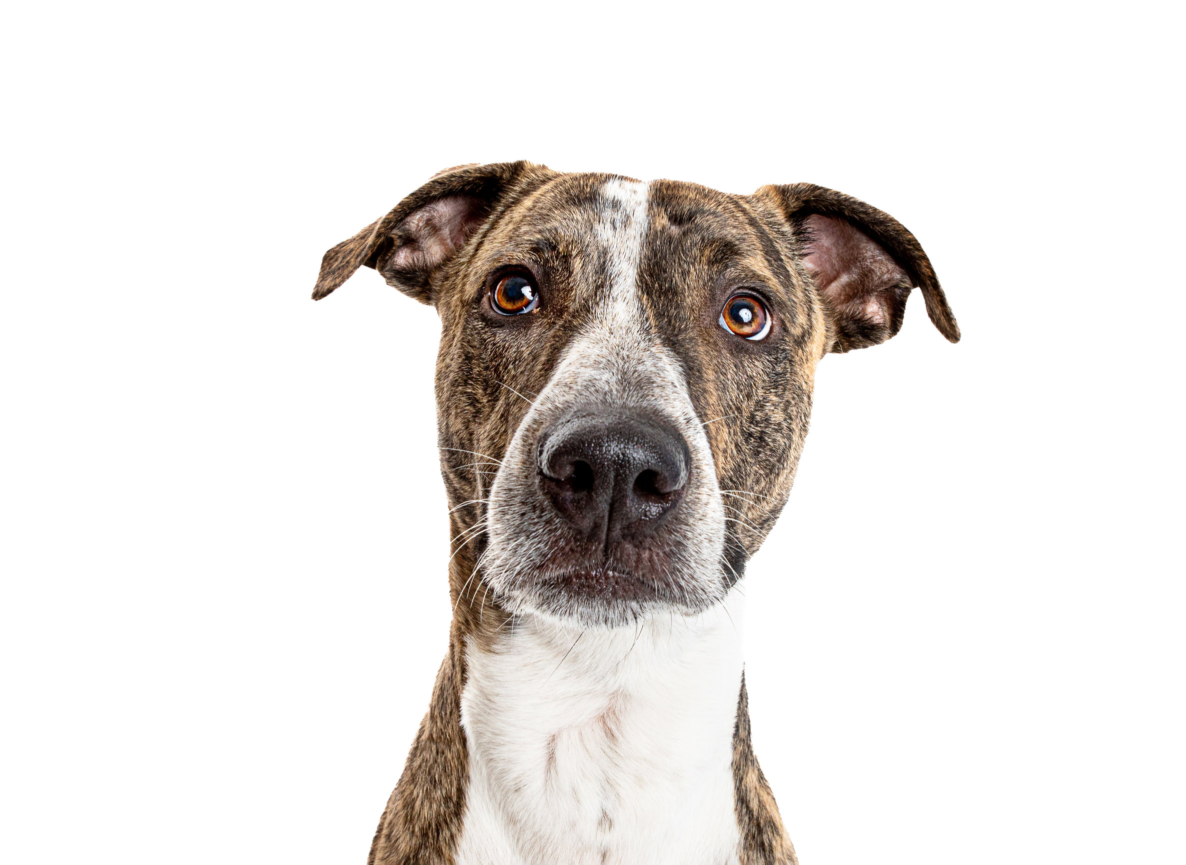 EVENTS - DesiLu Pet Portraits