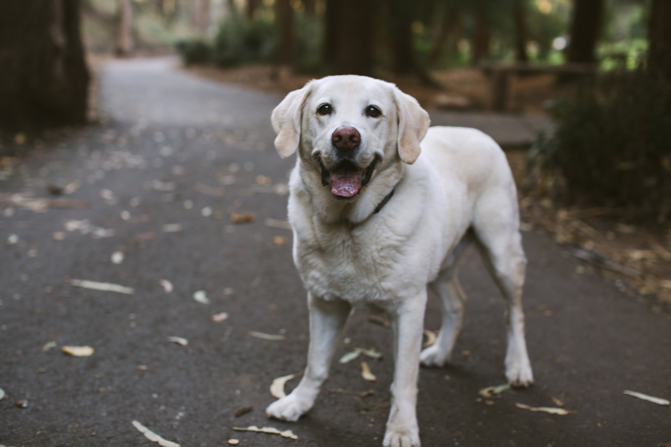 Who Let the Dogs Out? - Lisa V. Leach Photography