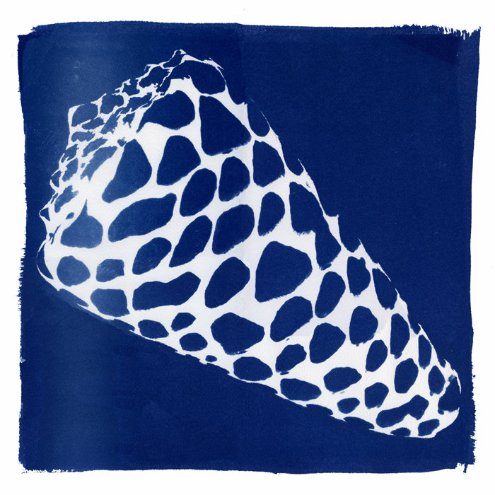 Cyanotype Shells - Longstreet Collection
