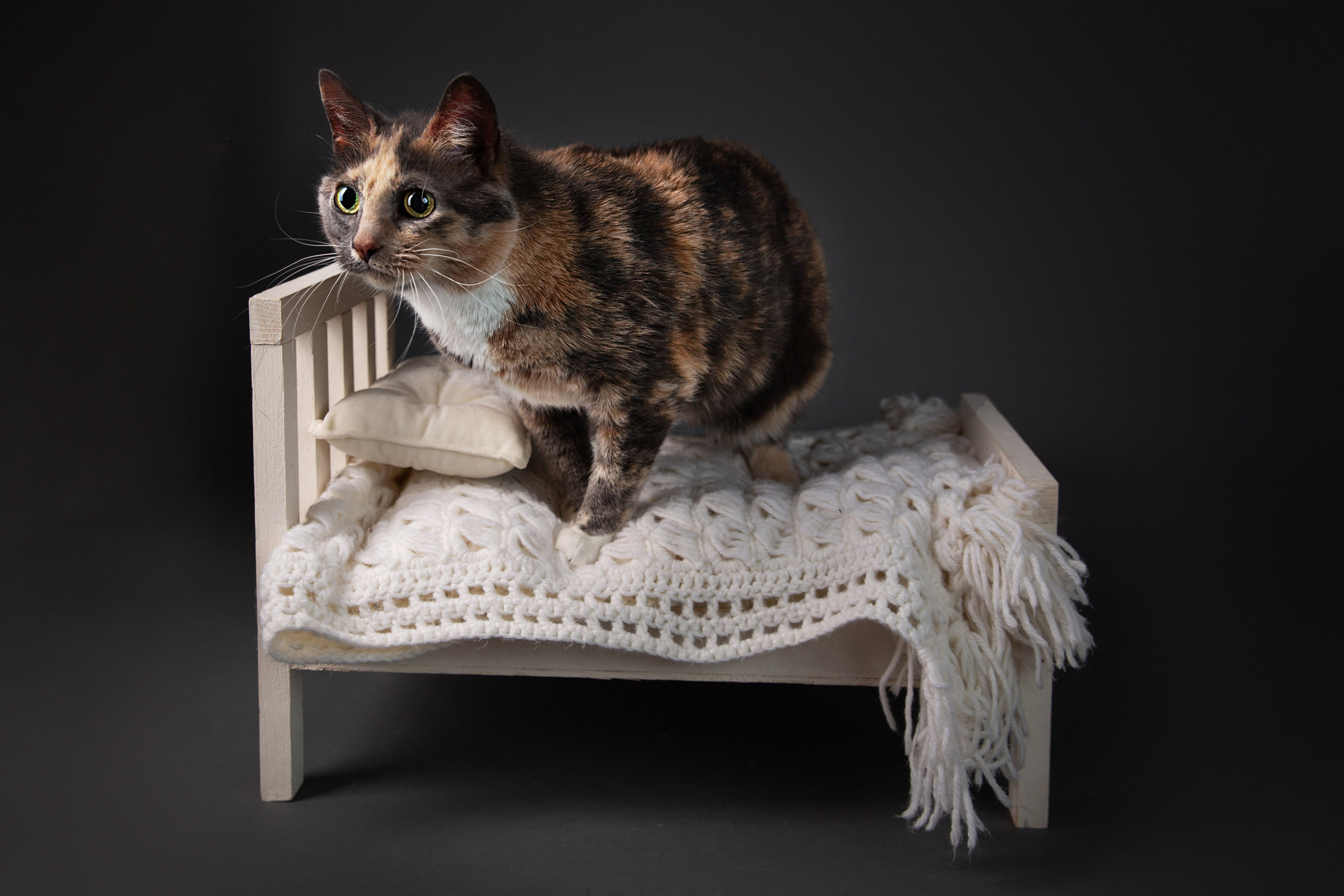 Atlanta, GA Best Pet Photographer