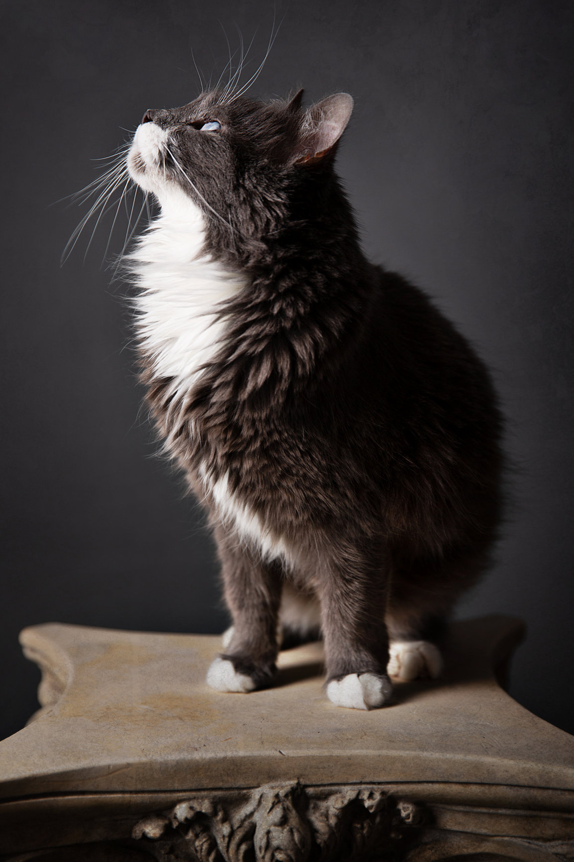 Atlanta, GA Best Pet Photographer