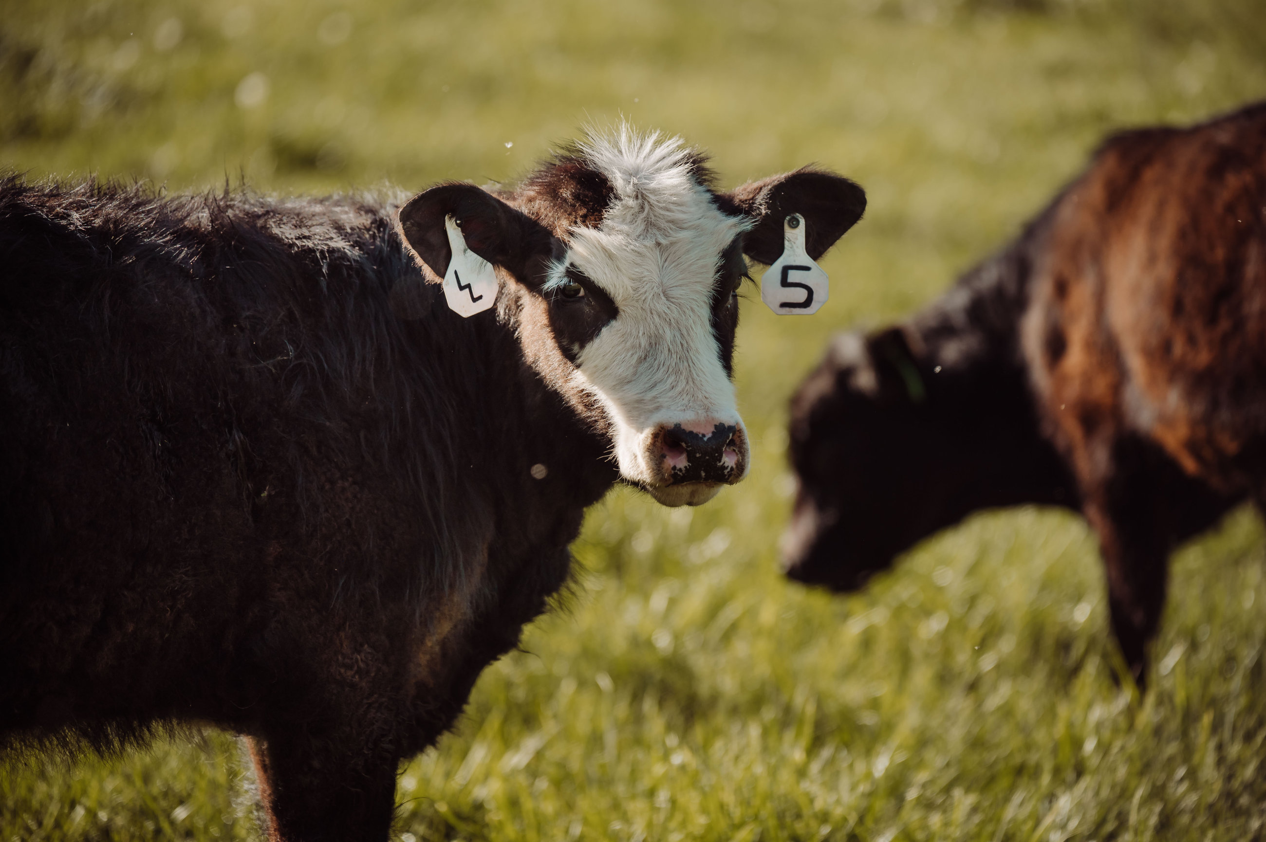 HOME - Mercer County Fair & Horse Show | Kentucky