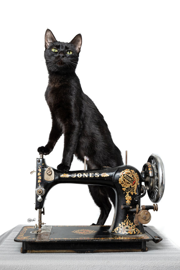 Ninja Litter - Paw Prints Pet Photography