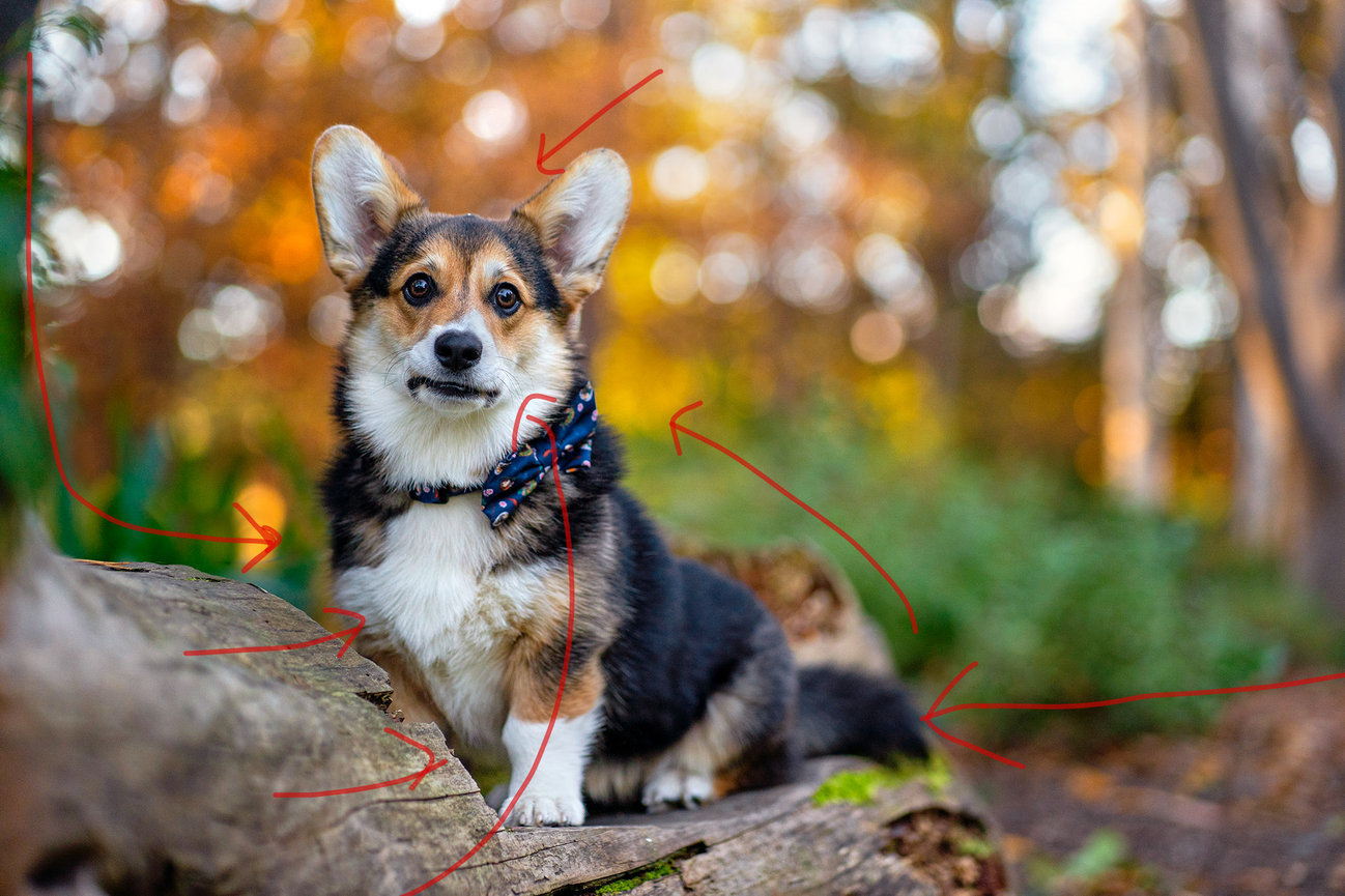 Creating sensational photographs of your pets using leading lines