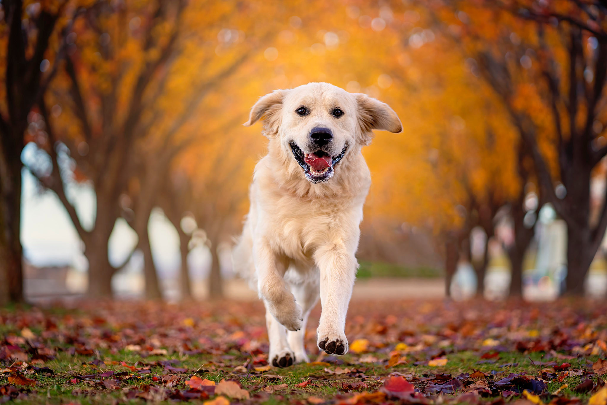 Capturing dogs in action