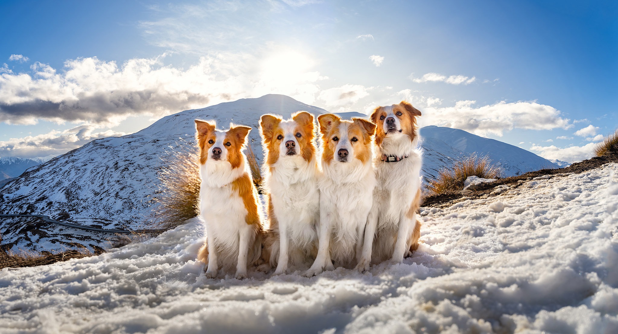 NZ Pet Photography Trip - Photographing Dogs in Snow