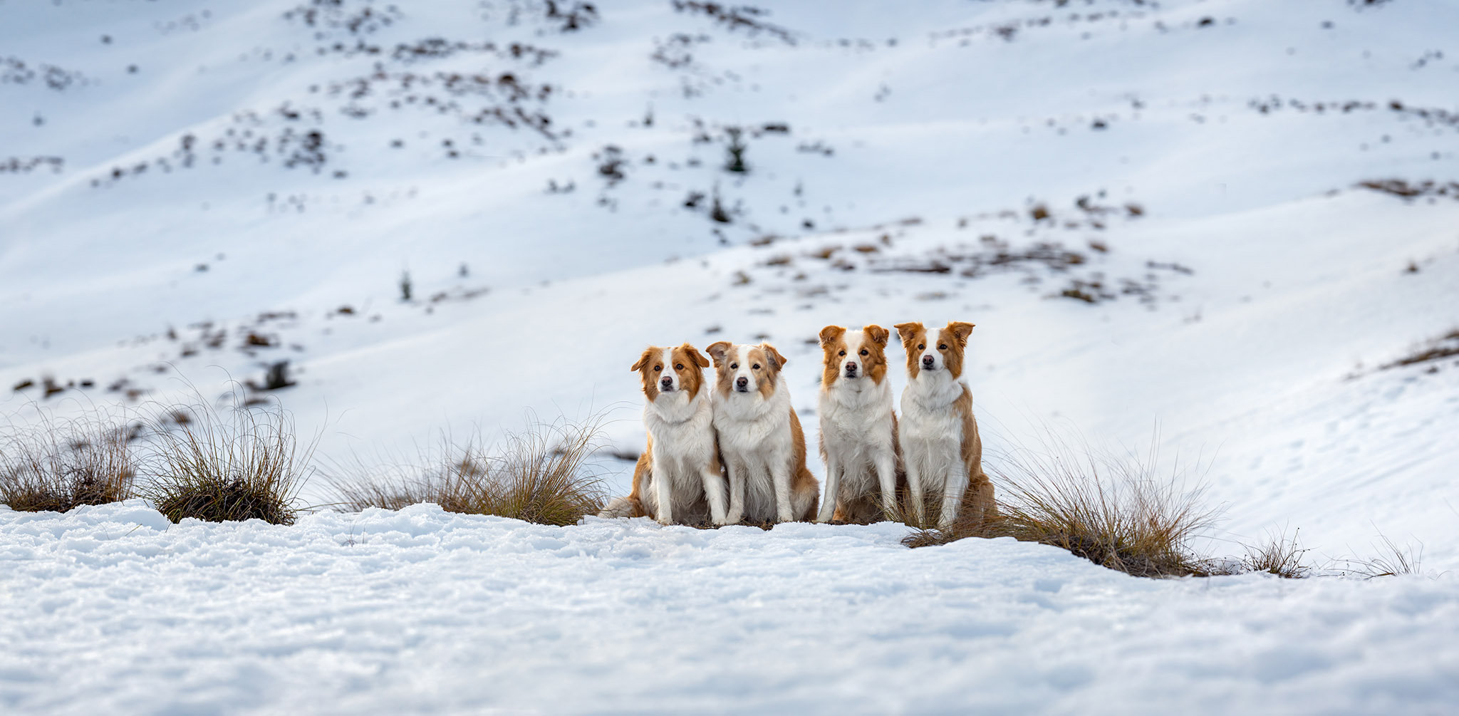 NZ Pet Photography Trip - Photographing Dogs in Snow