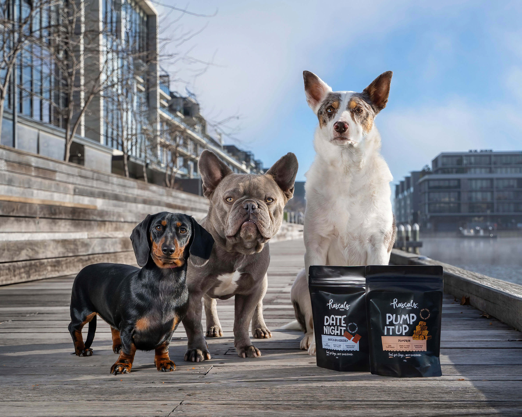 Why hire a commercial pet photographer