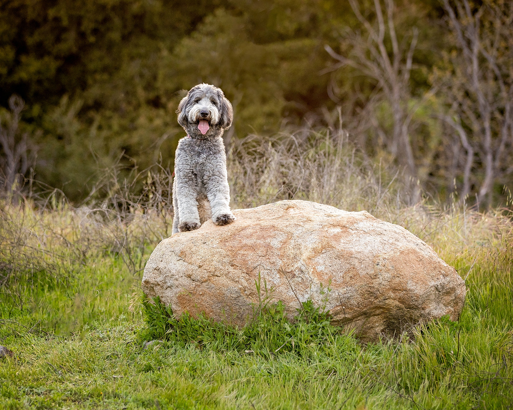 Prancing with Poodles
