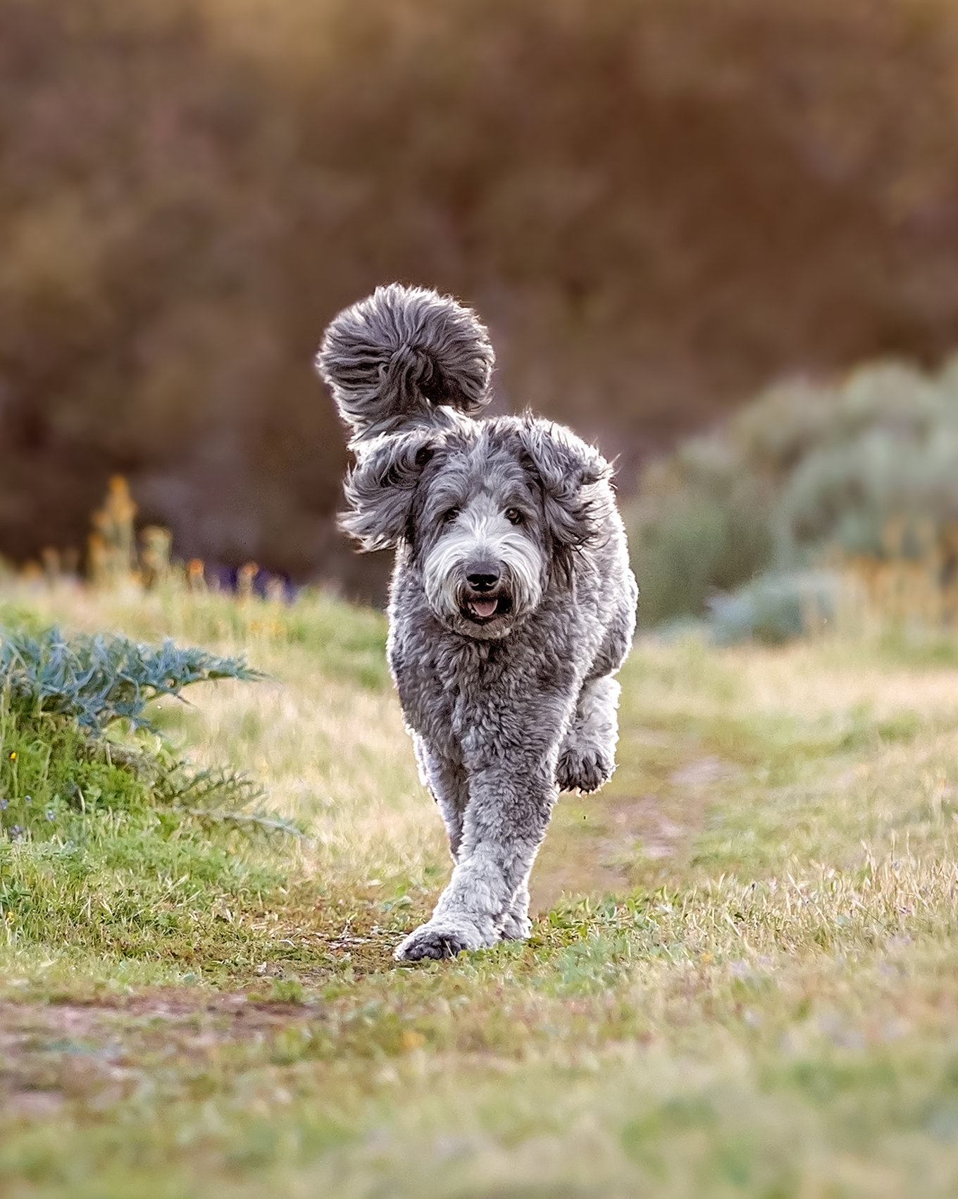 Prancing with Poodles