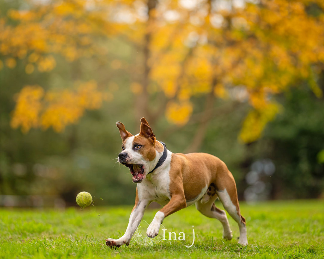 Tennis Ball Tails: Benny's Playful Photo Adventure - Canberra Award ...