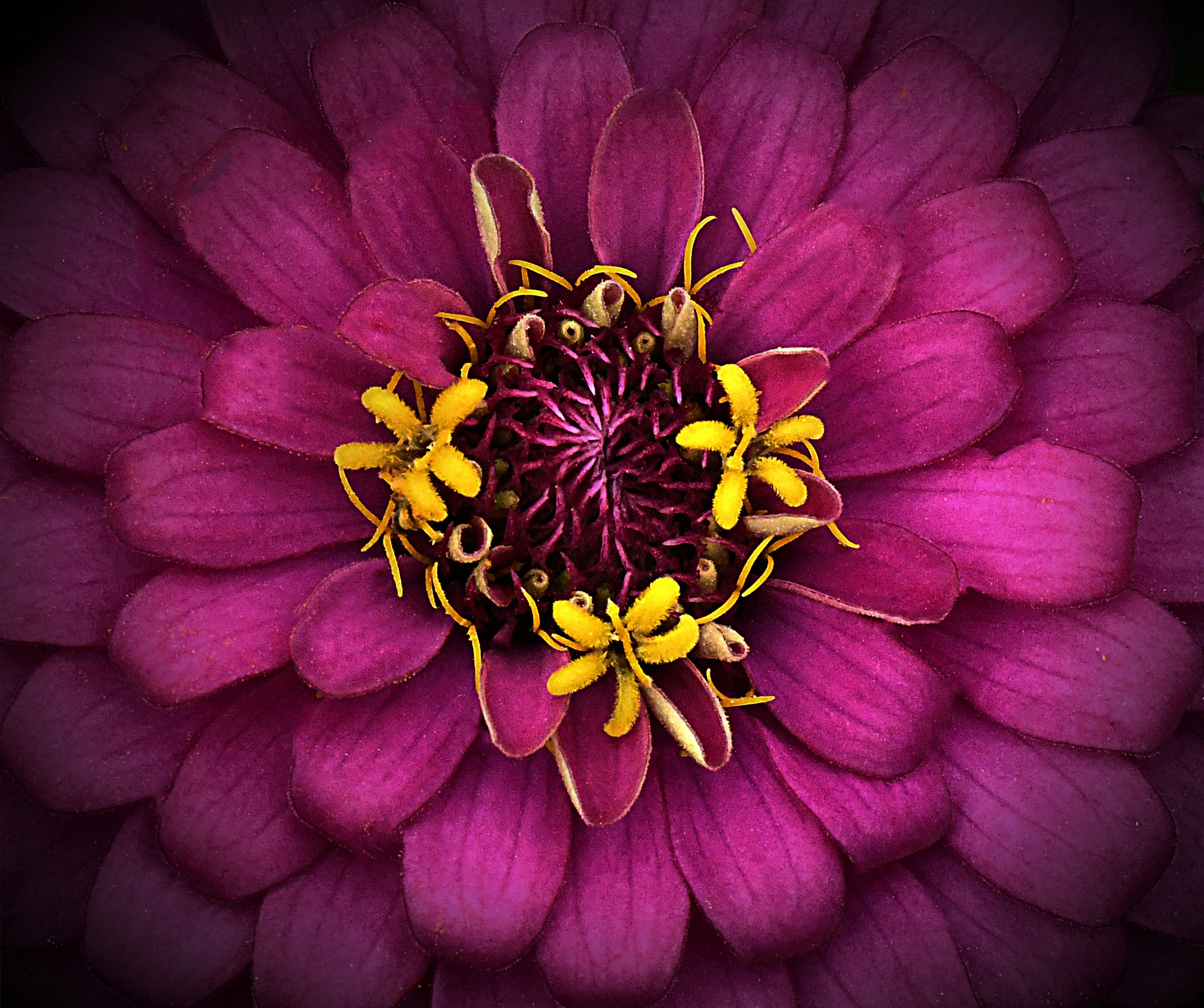 Flowers by Mike Moats | Award Winning Macro Photographer | Sterling, MI