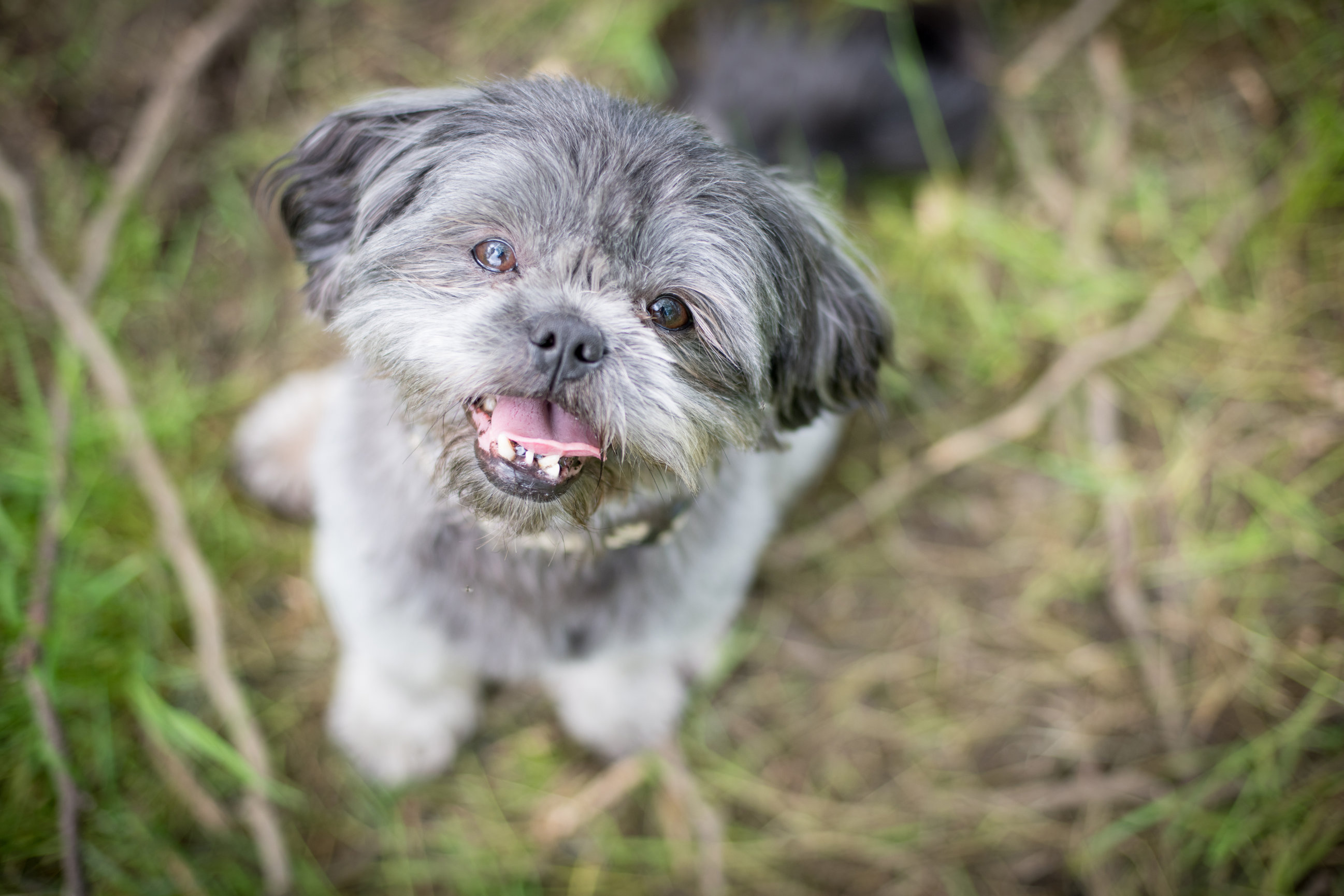 Dog Photography Columbus Ohio