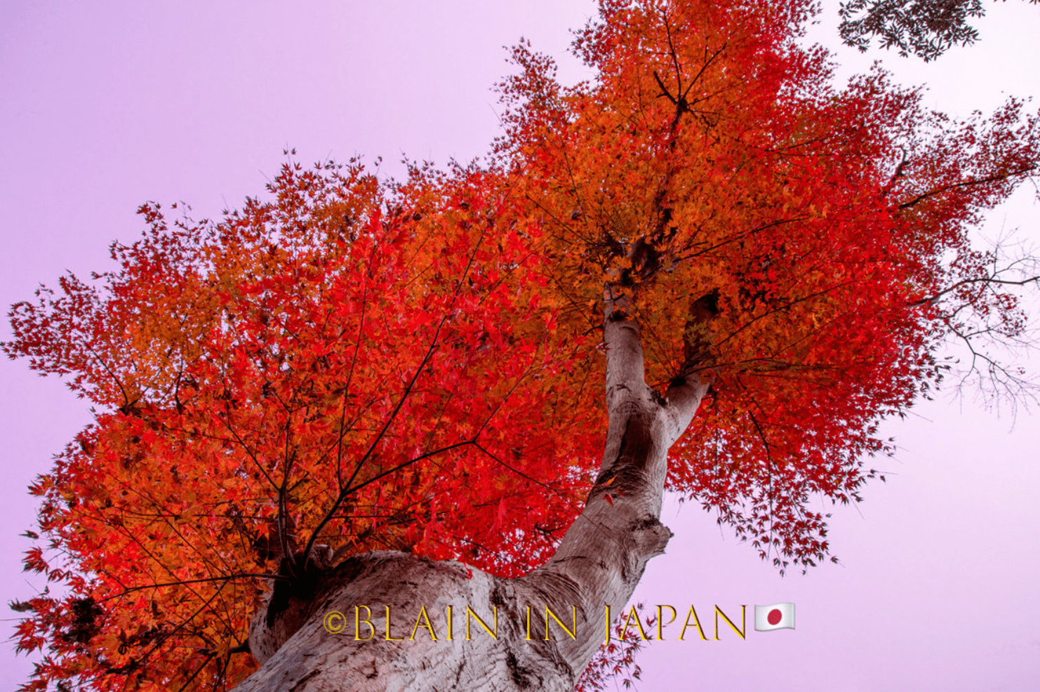Autumn Leaves Hokkaido - Hokkaido Photo Tour - JAPAN DREAMSCAPES