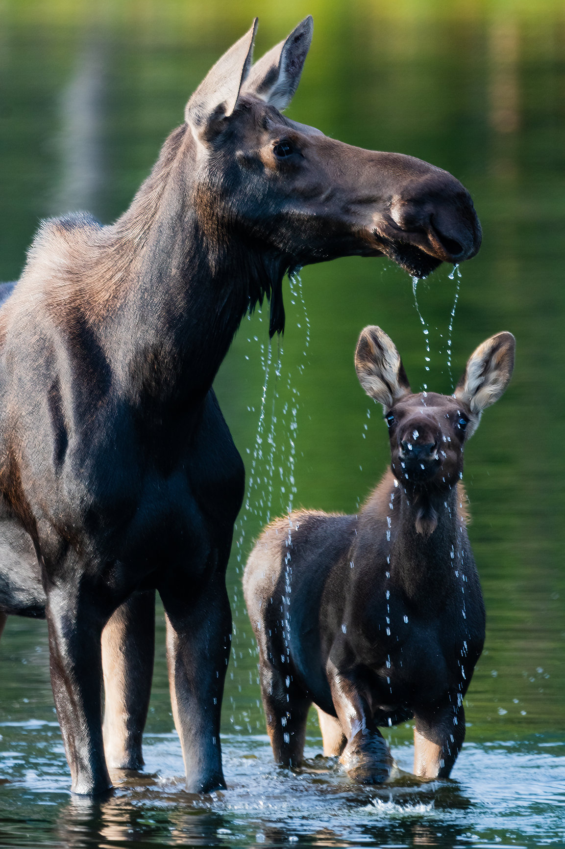 Moose portfolio pictures by One Moment In Time Photography.