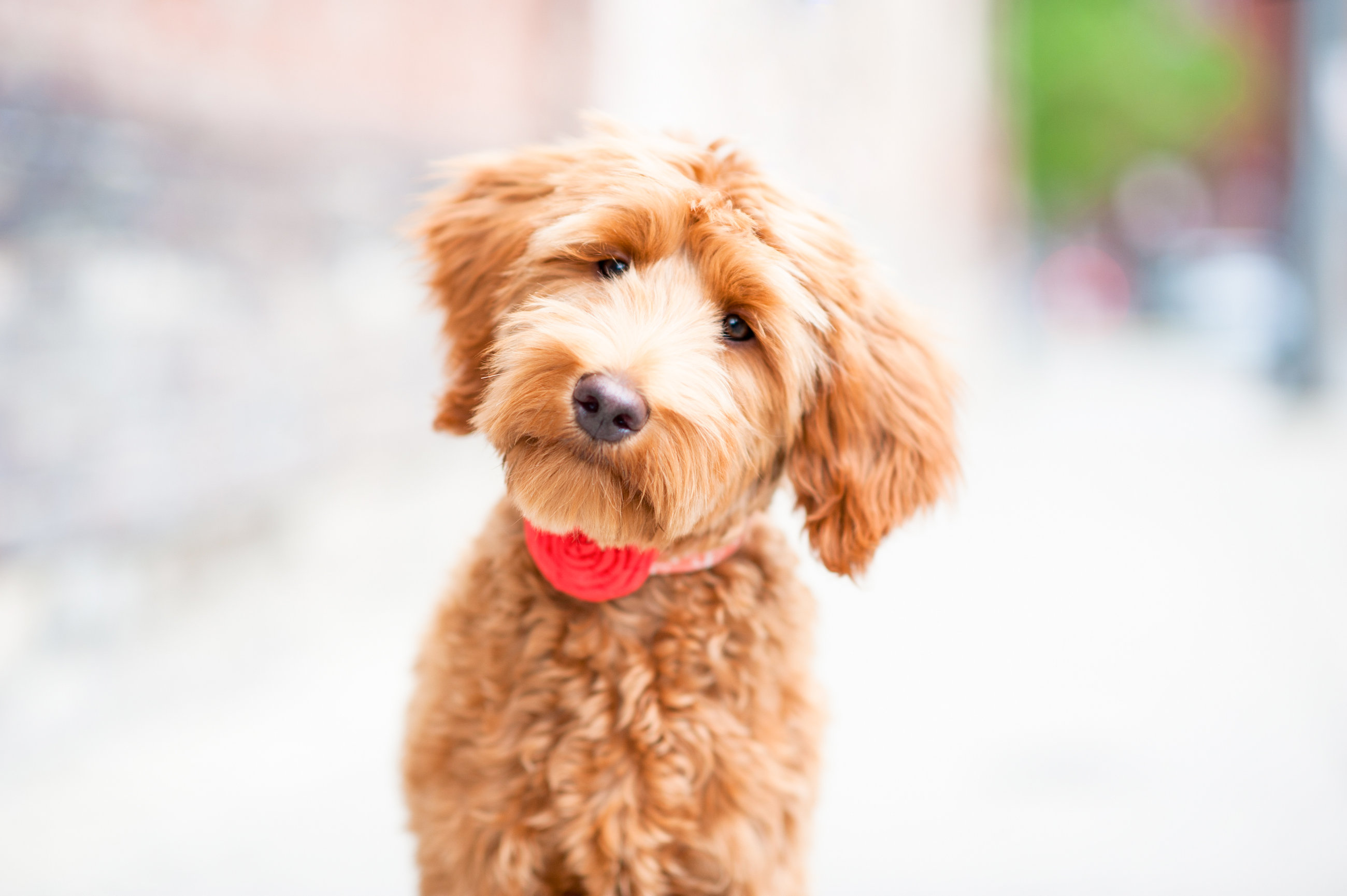 Urban Puppy Session Arena District