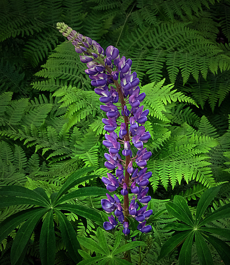 Flowers by Mike Moats | Award Winning Macro Photographer | Sterling, MI