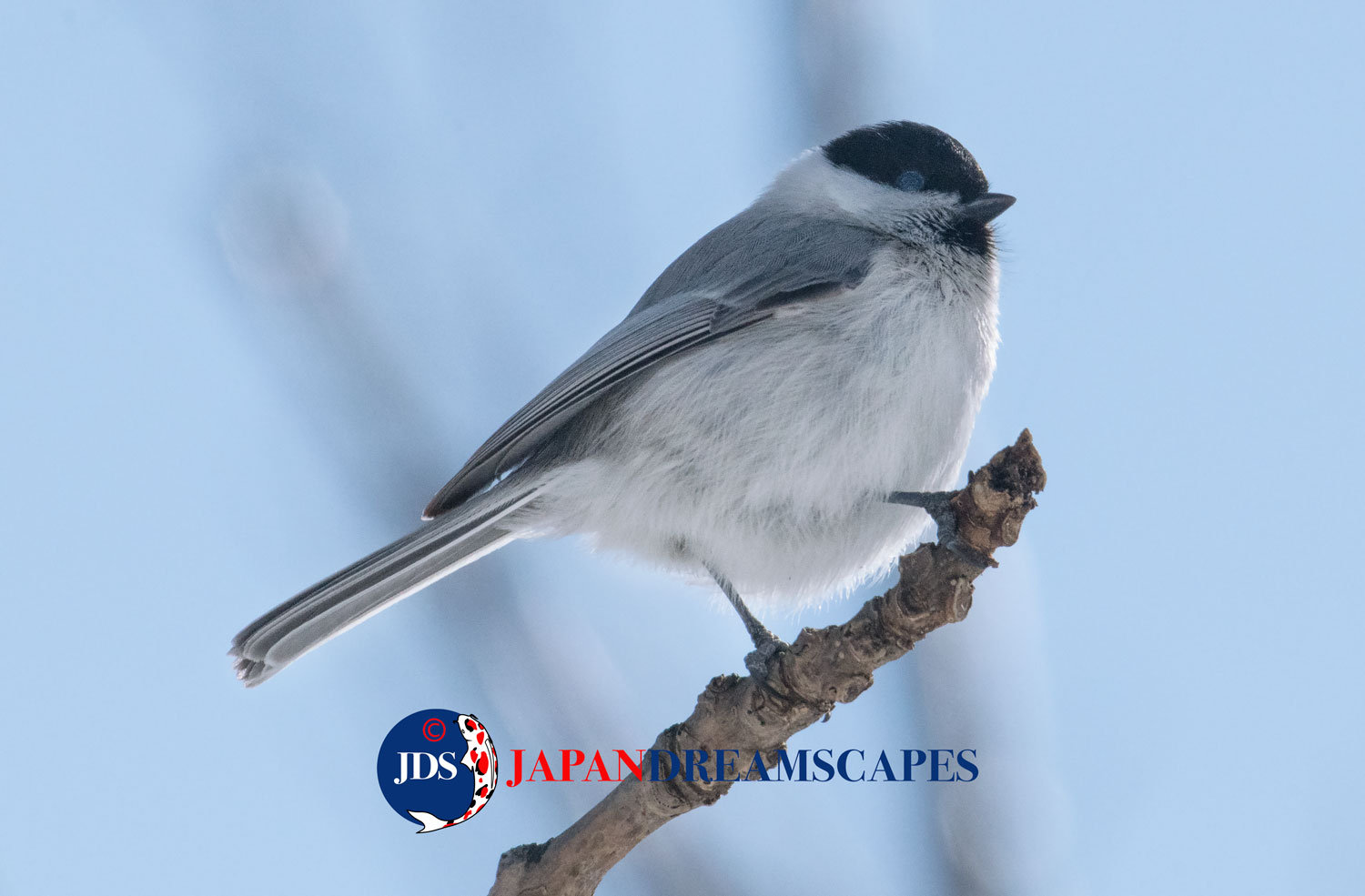 February 2024 Hokkaido Birding Wildlife - JAPAN DREAMSCAPES