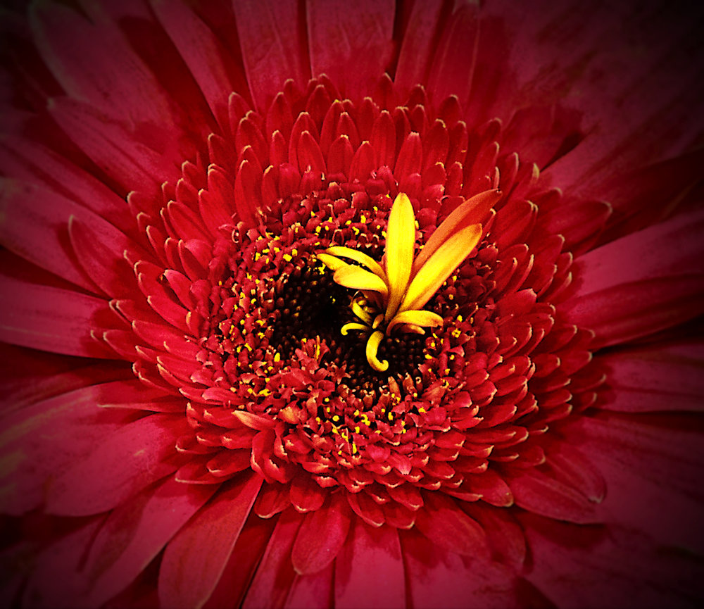 Character - Gerbera Daisy - Mike Moats - Award Winning Macro Photographer