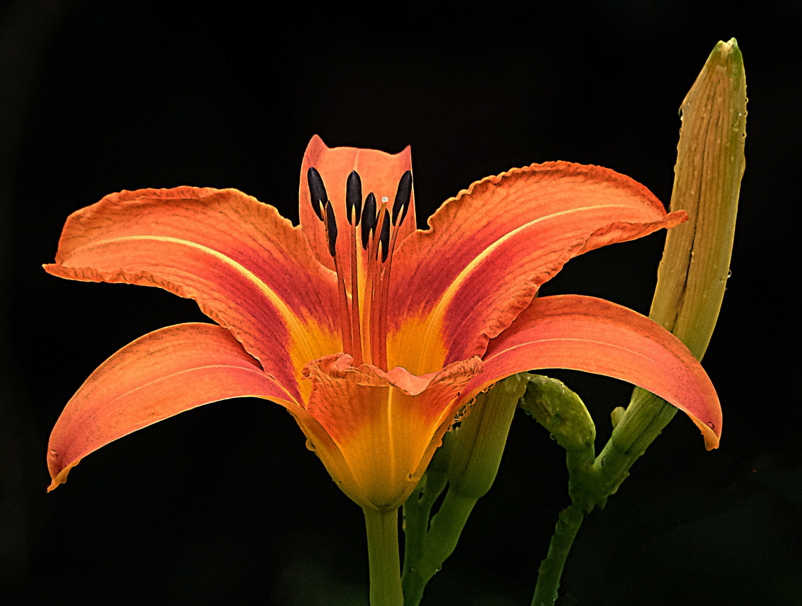 Before and After - Lily - Mike Moats - Award Winning Macro Photographer