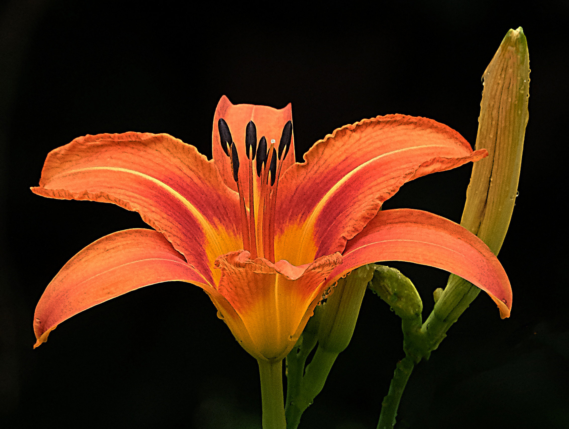 Before and After - Lily - Mike Moats - Award Winning Macro Photographer