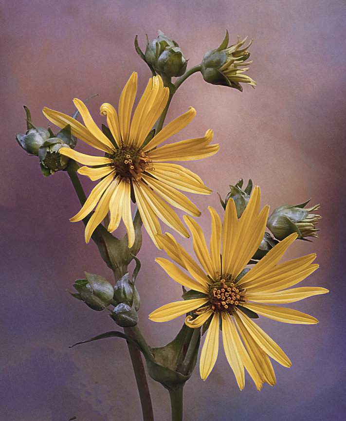 Before and After - Cup Flower - Mike Moats - Award Winning Macro ...