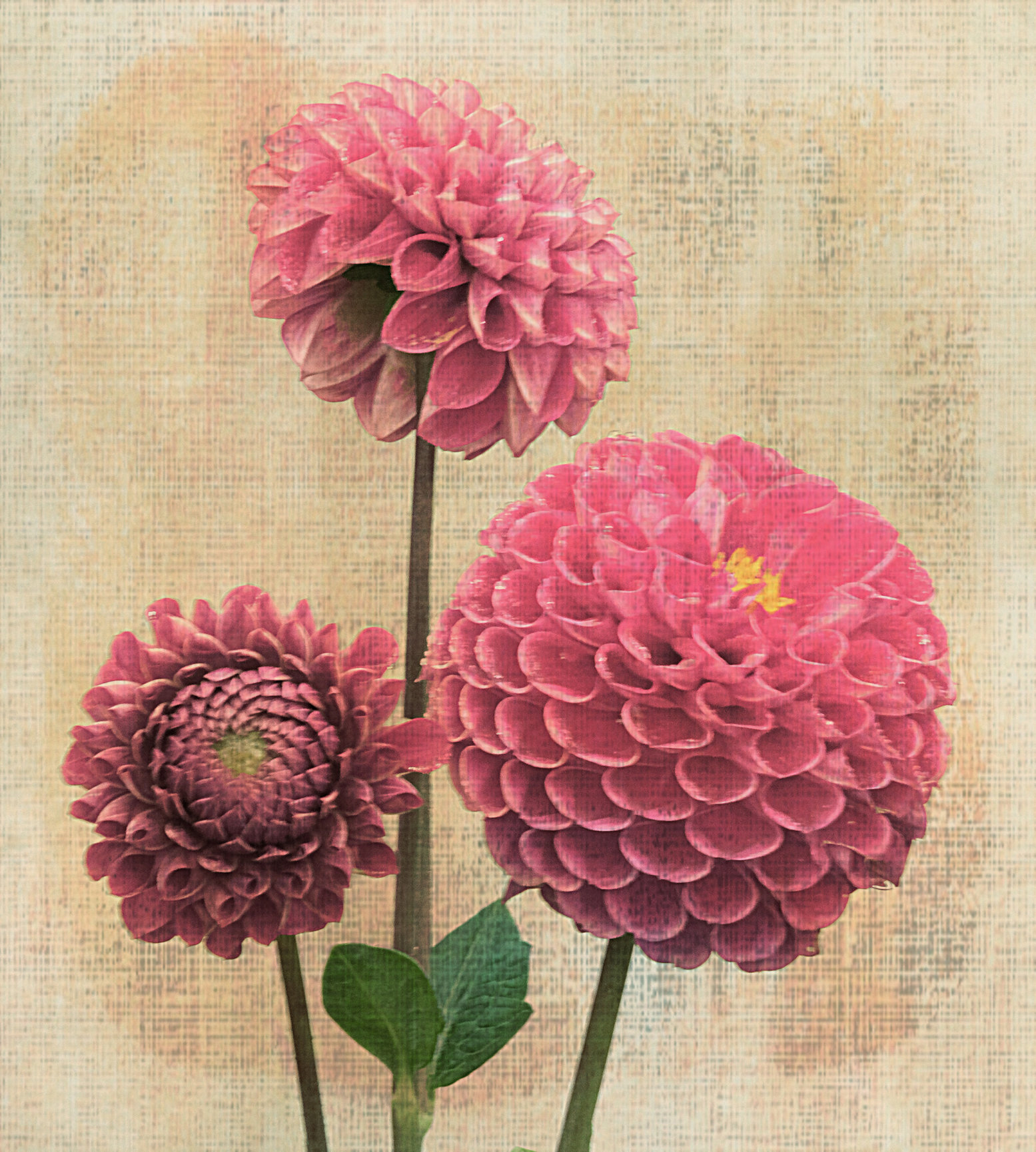 Camera Phones - Mike Moats - Award Winning Macro Photographer