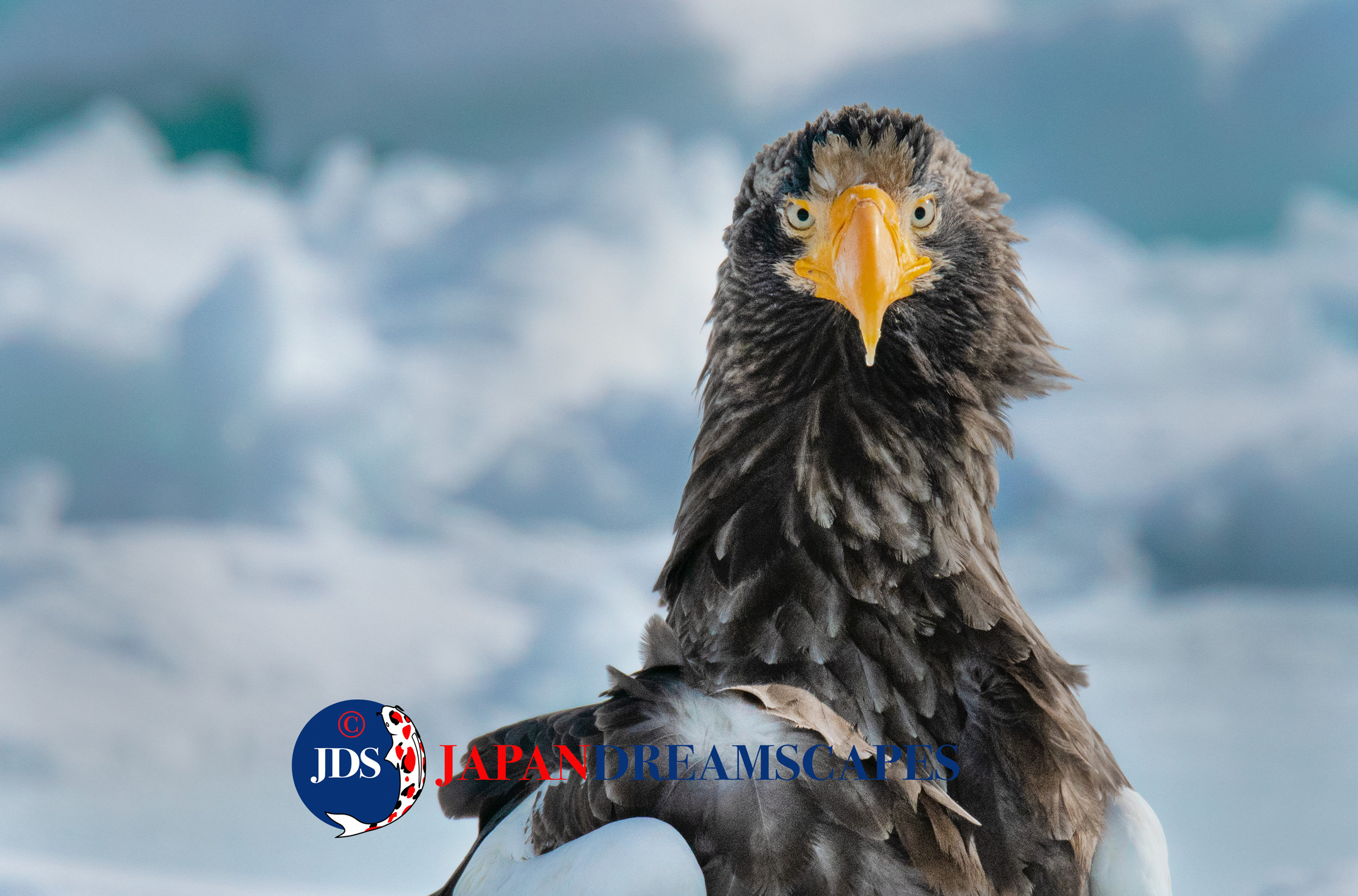 Hokkaido Photography Tour - Hokkaido’s Ice Age Hunter the Steller’s Sea ...