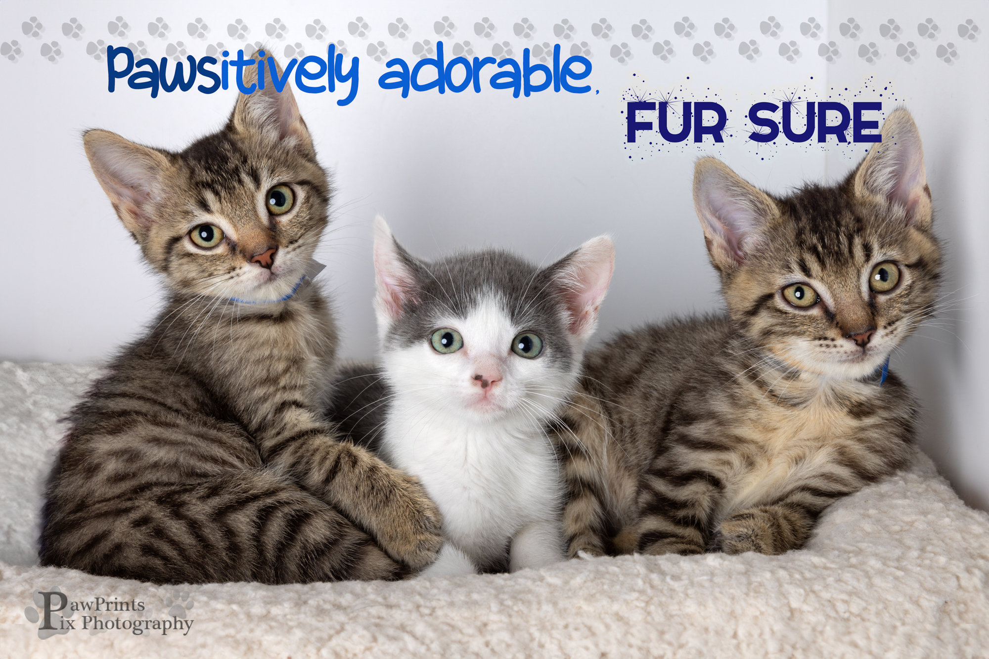 Feline fine and fabulous - July 29, 2024 - PawprintsPixPhotography