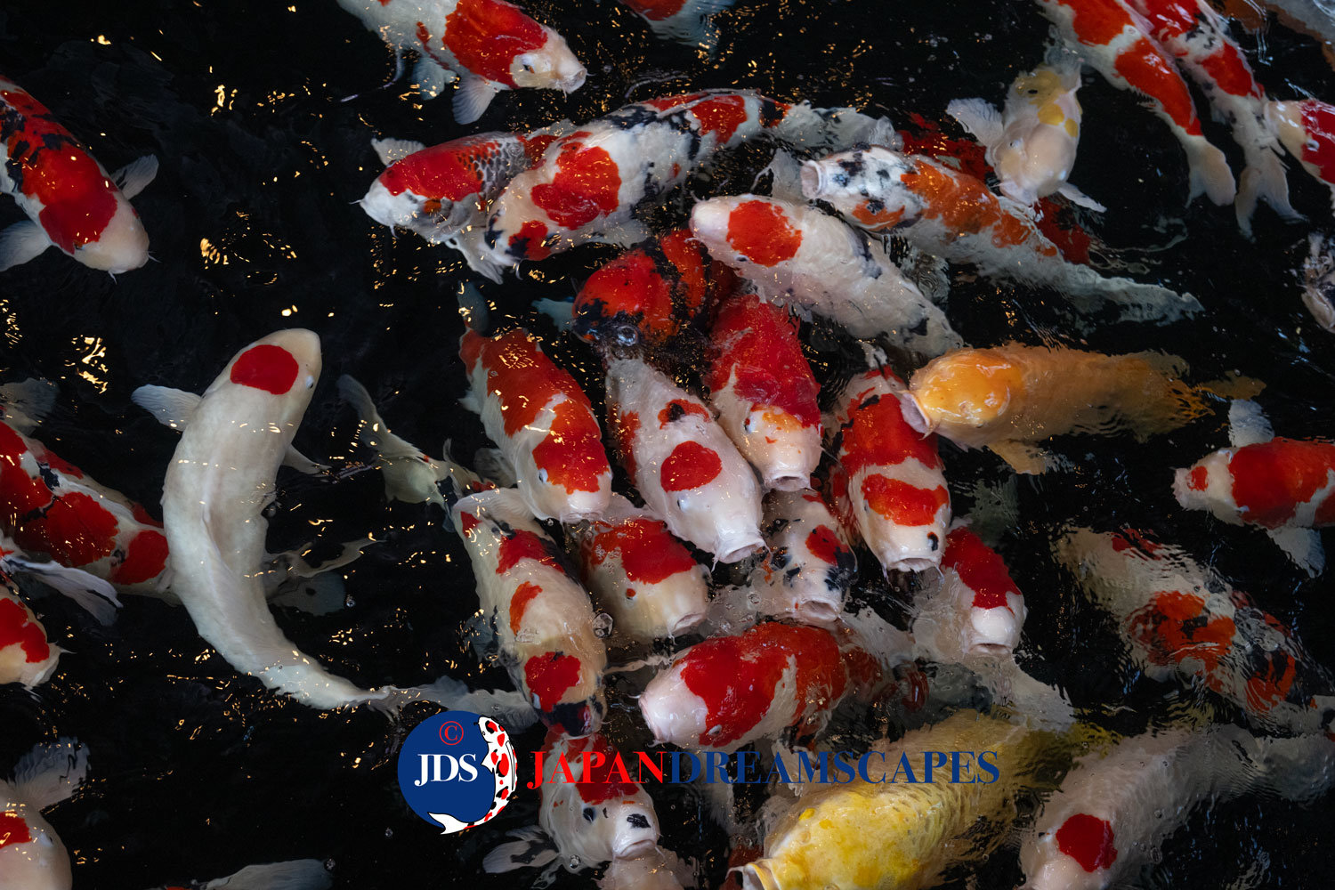 Niigata Photo Workshop - Koi Ponds - JAPAN DREAMSCAPES