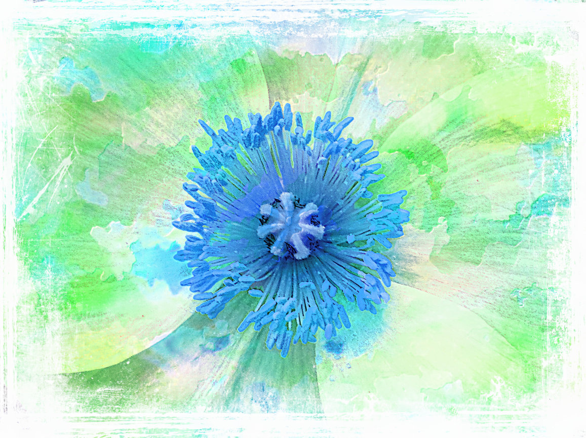 Love this Before and After Flower - Mike Moats - Award Winning Macro ...