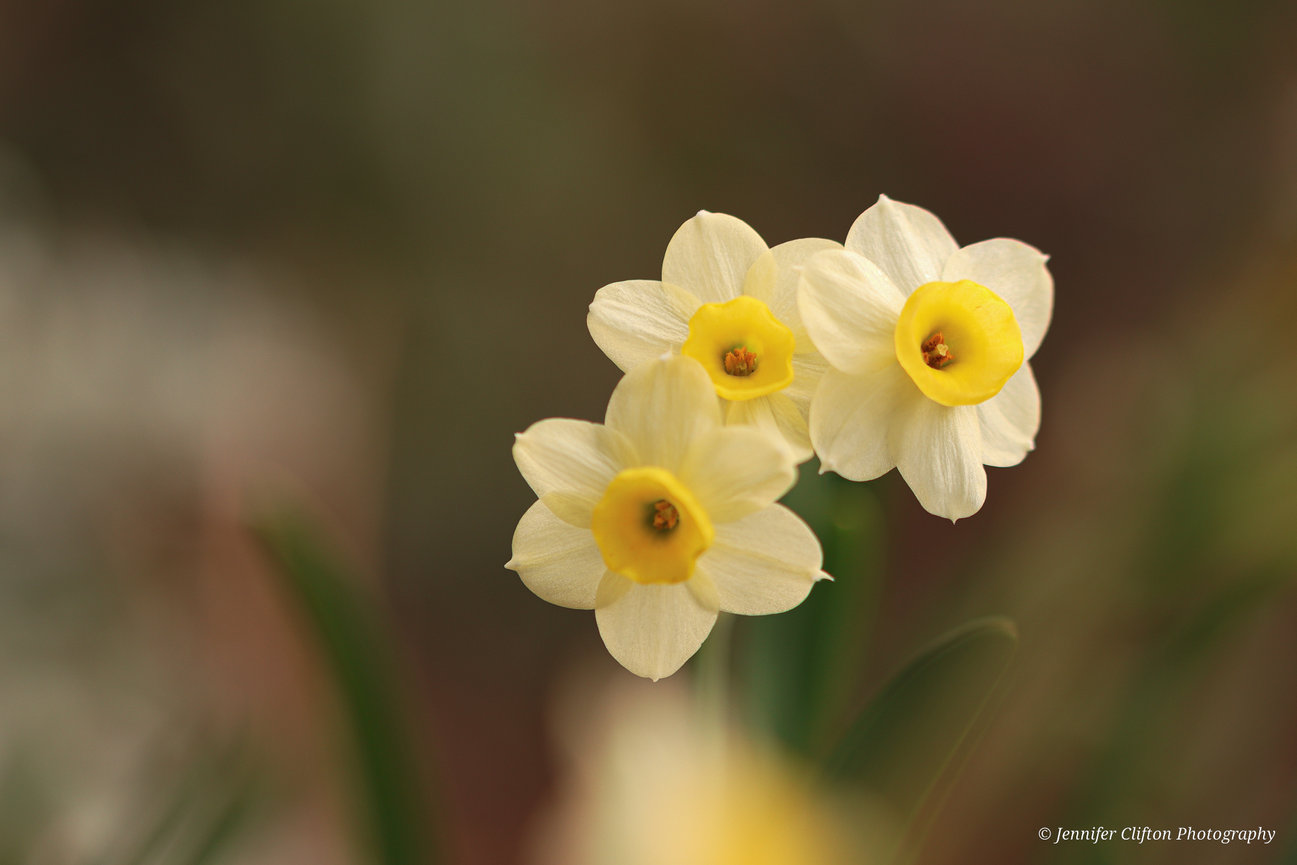Jennifer Clifton - Featured Flower Photo Club Member - Mike Moats ...