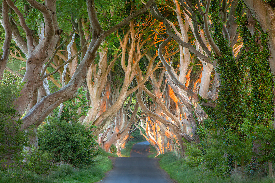 Dark Hedges - Jim Zuckerman photography & photo tours