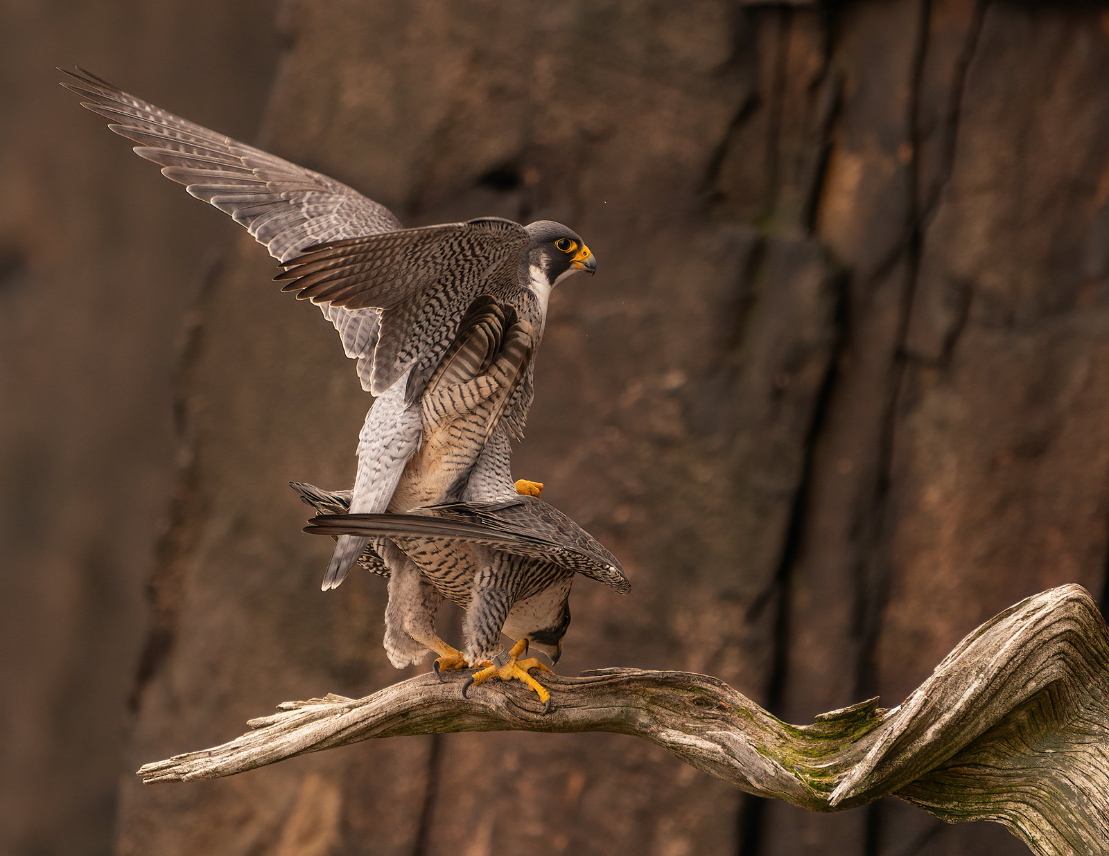 Raptors - Whistling Wings Photography