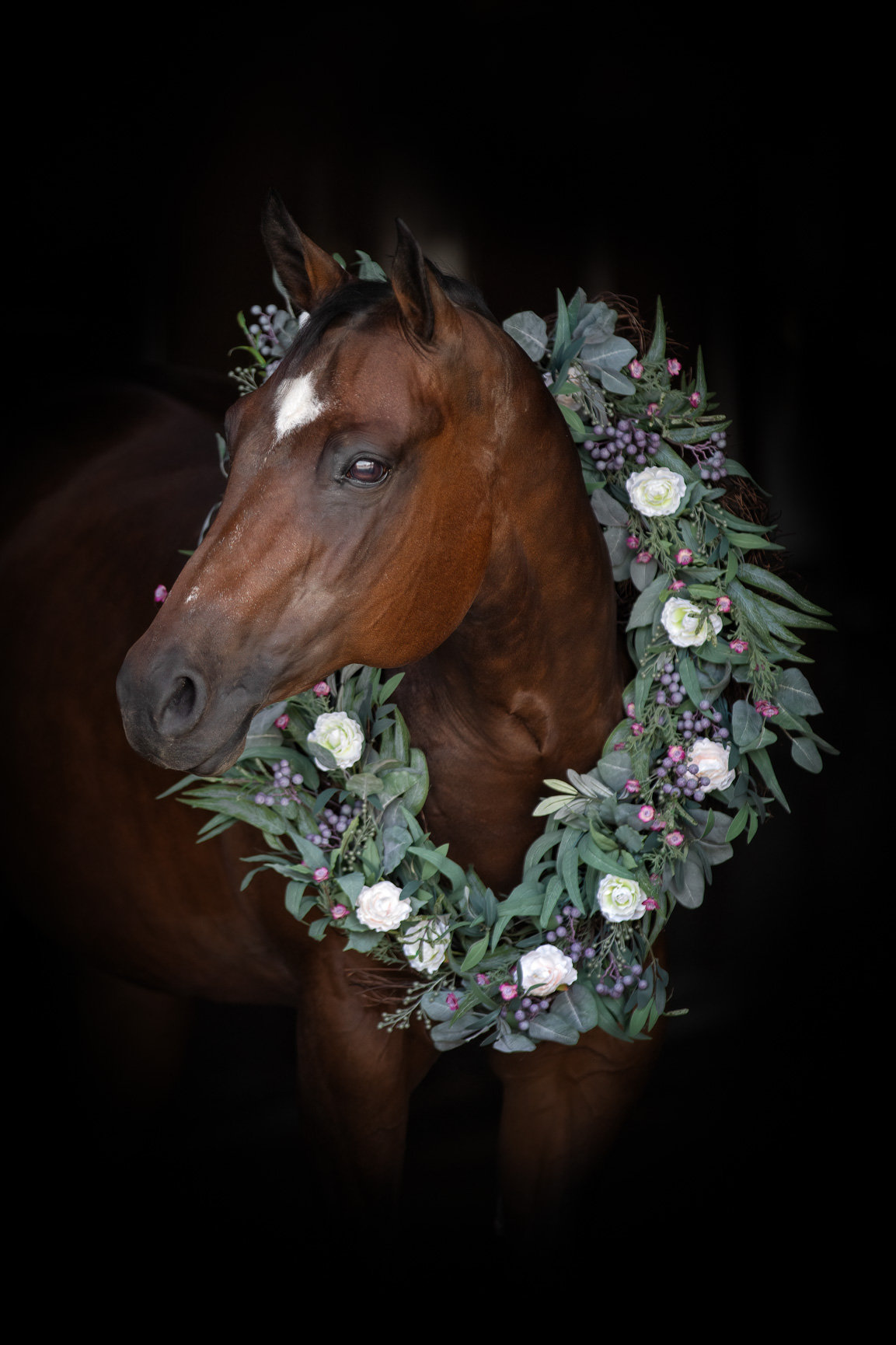 Dallas TX Equine & Equestrian Gallery | Penny Whistle Photography
