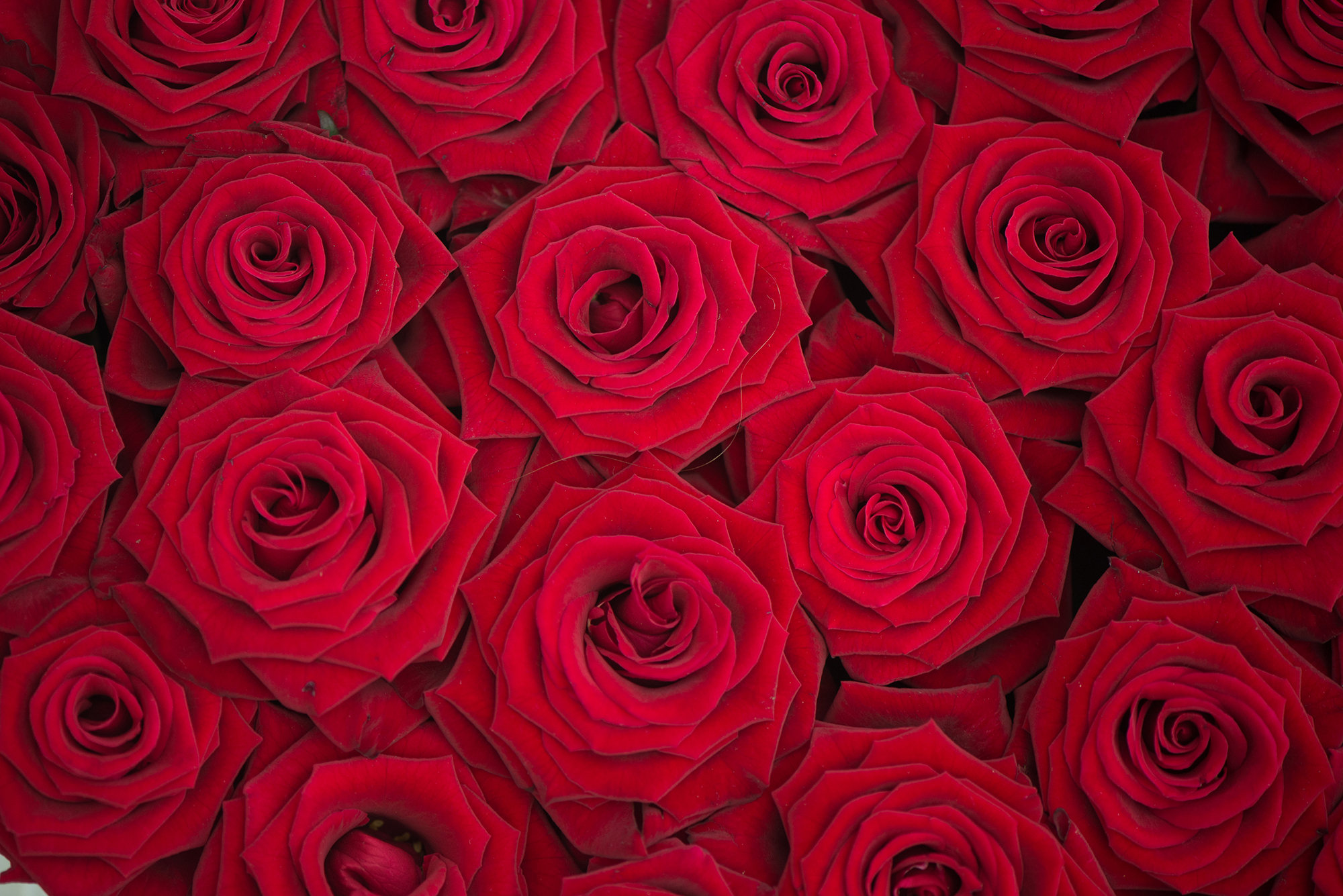 FLOWER GALLERY | Susan Phelps flower photography | Wokingham