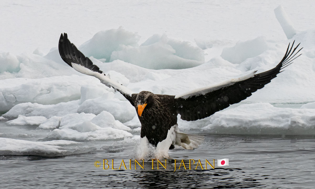 The Magnificent Raptors of Shiretoko National Park Japan - Blain ...