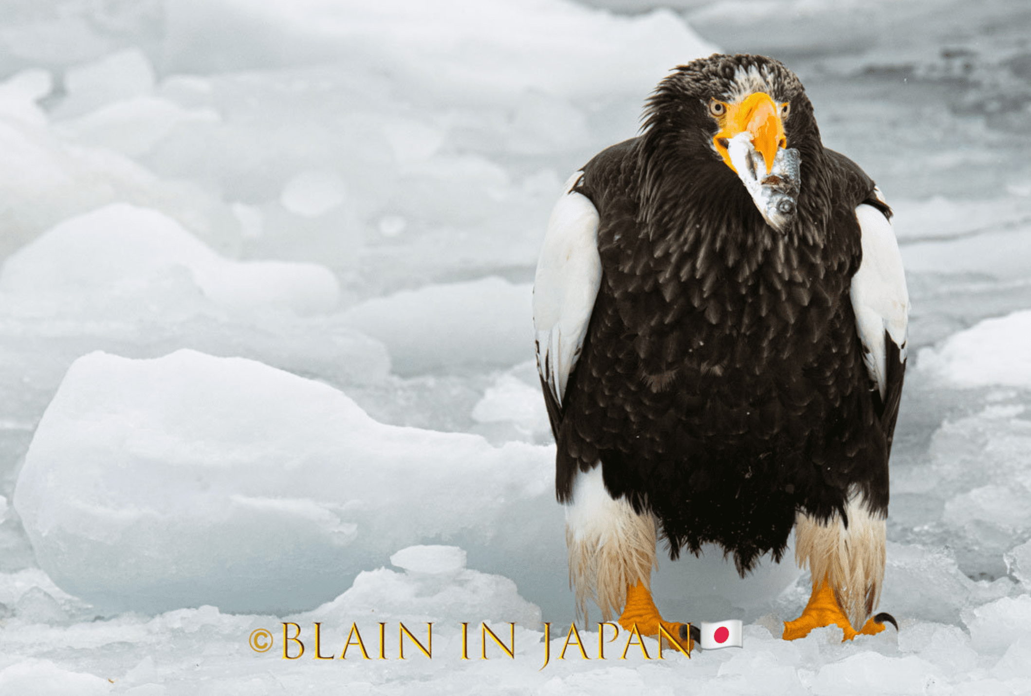 The Steller’s Sea Eagle Around Since the Age of the Dinosaurs - JAPAN ...