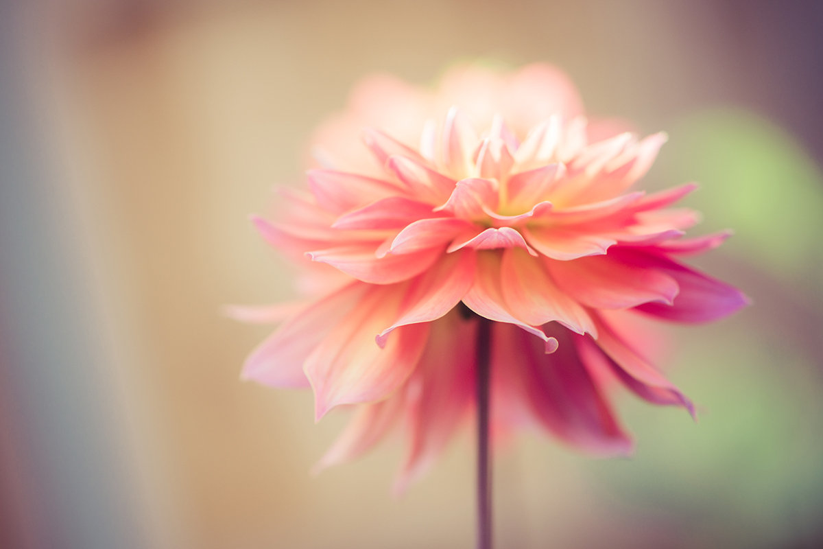 FLOWER GALLERY | Susan Phelps flower photography | Wokingham