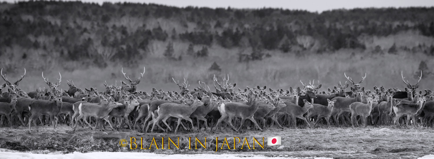 The Largest Herd of Ezo Sika Deer Ever Photographed - Blain Harasymiw ...